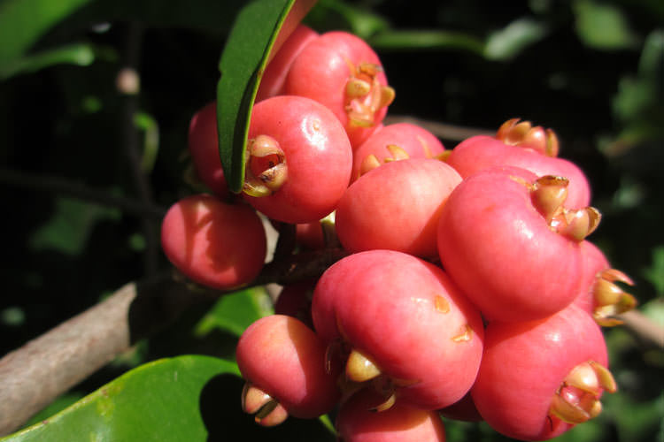 رژیم غذایی مردم استرالیا - کجارو