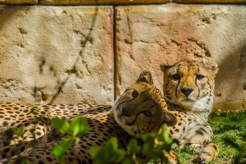 باغ وحش پارک امارات کجاست | عکس + آدرس و هر آنچه پیش از رفتن باید ...