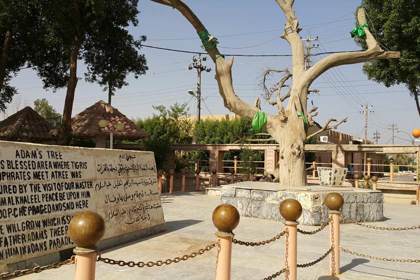 درخت آدم کجاست | عکس + آدرس و هر آنچه پیش از رفتن باید بدانید - کجارو