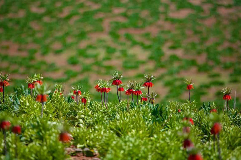 دشت لاله های واژگون کوهرنگ کجاست راهنمای بازدید عکس کجارو