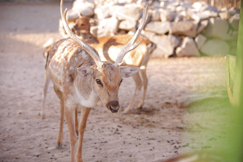 باغ وحش وکیل آباد مشهد | ساعت کار و قیمت بلیط (۱۴۰۲) - کجارو