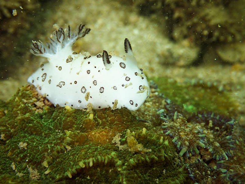 موجودات عجیب زیر آب در قاب دوربین عکاسان - کجارو